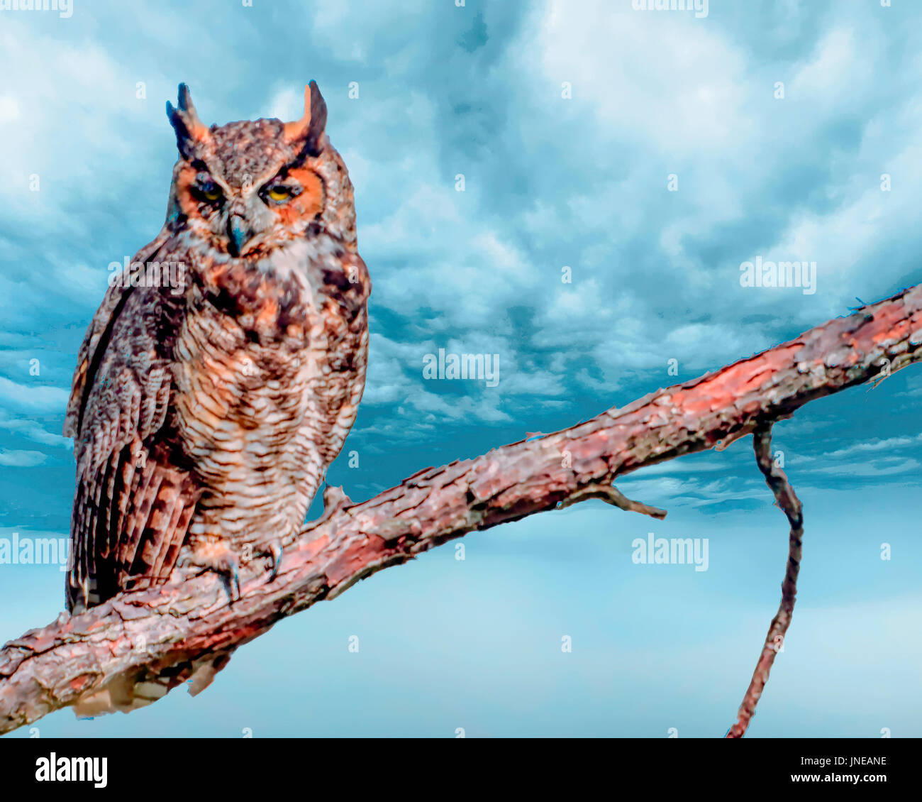 Great horned owl in tree hi-res stock photography and images - Alamy