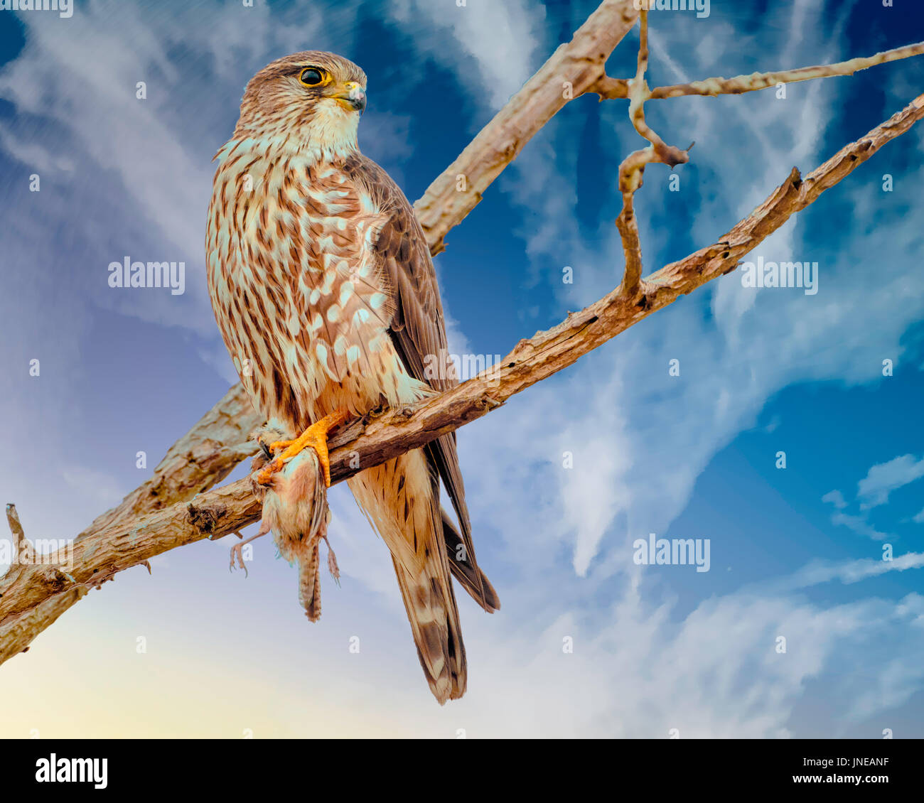 Female merlin hi-res stock photography and images - Alamy