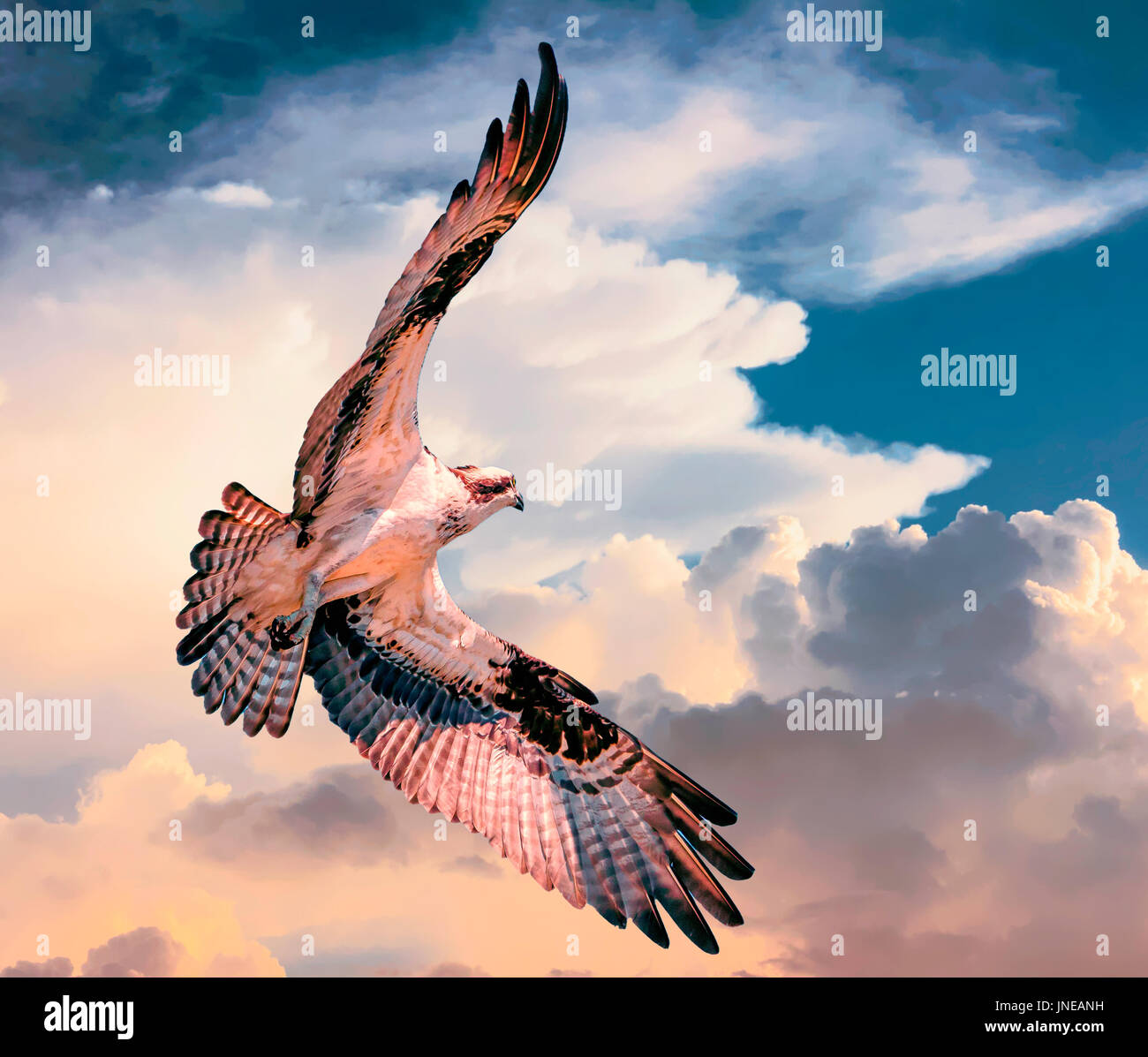 Light brown colour bird hi-res stock photography and images - Alamy