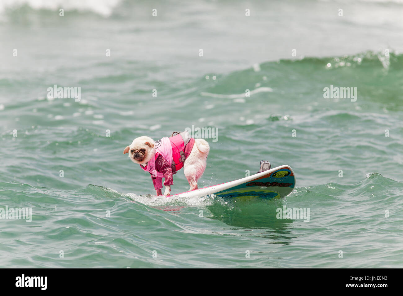 Gidget hi-res stock photography and images - Alamy