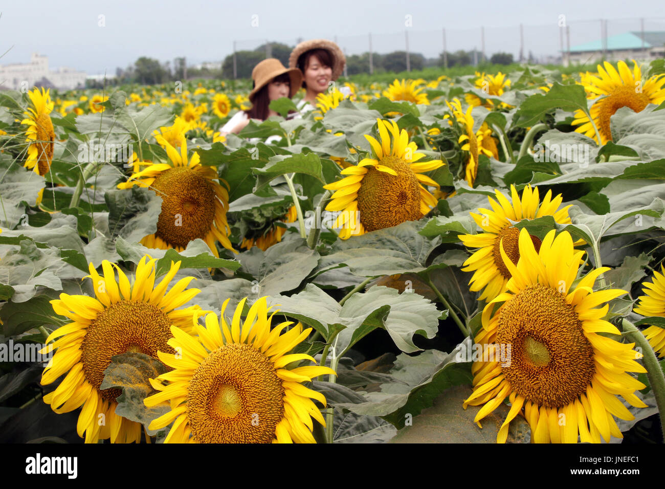Nogi, Japan. 29th July, 2017. Women walk through a large maze of ...