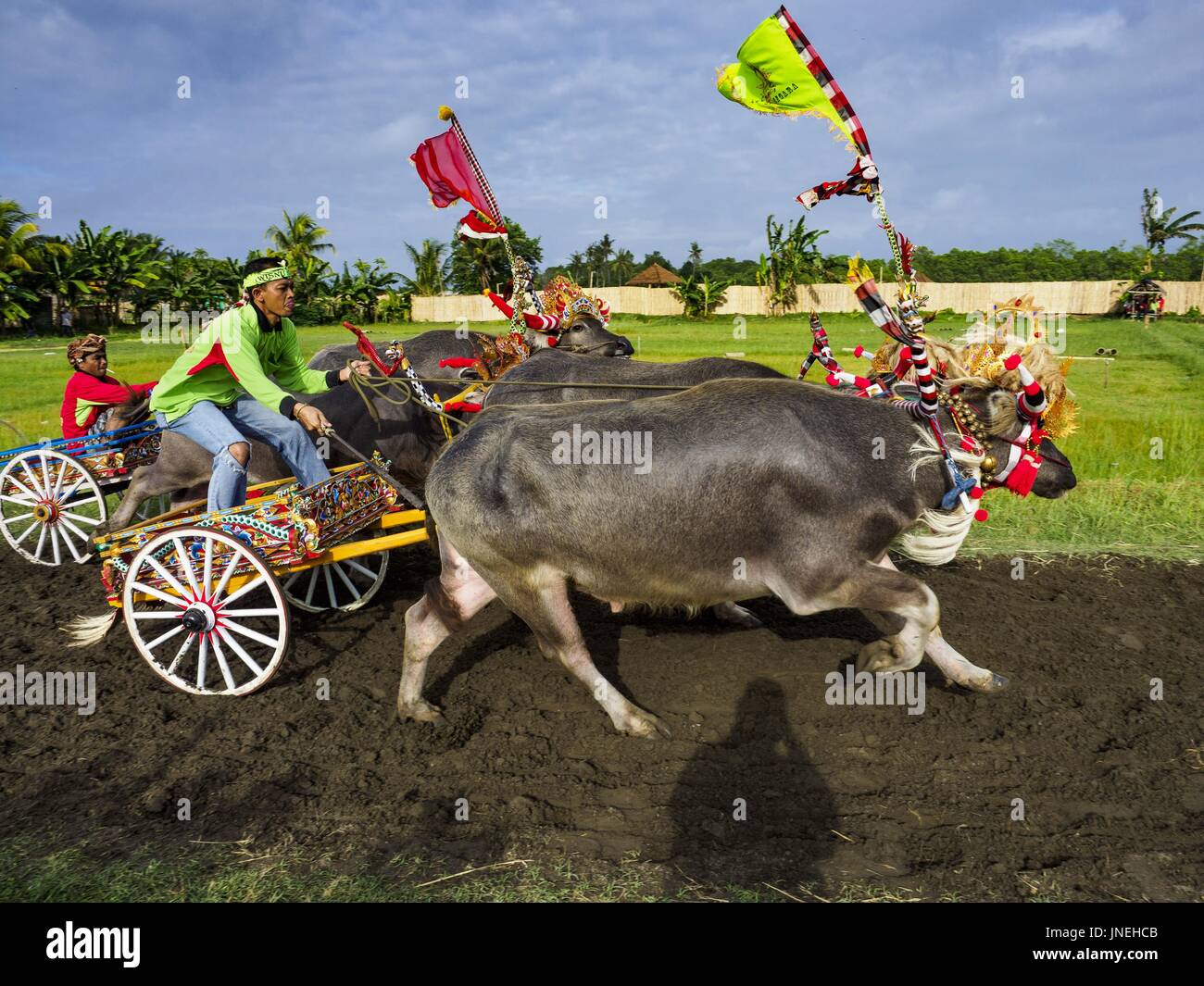 Jembrana, Bali, Indonesia. 30th July, 2017. Teams of water buffalo ...