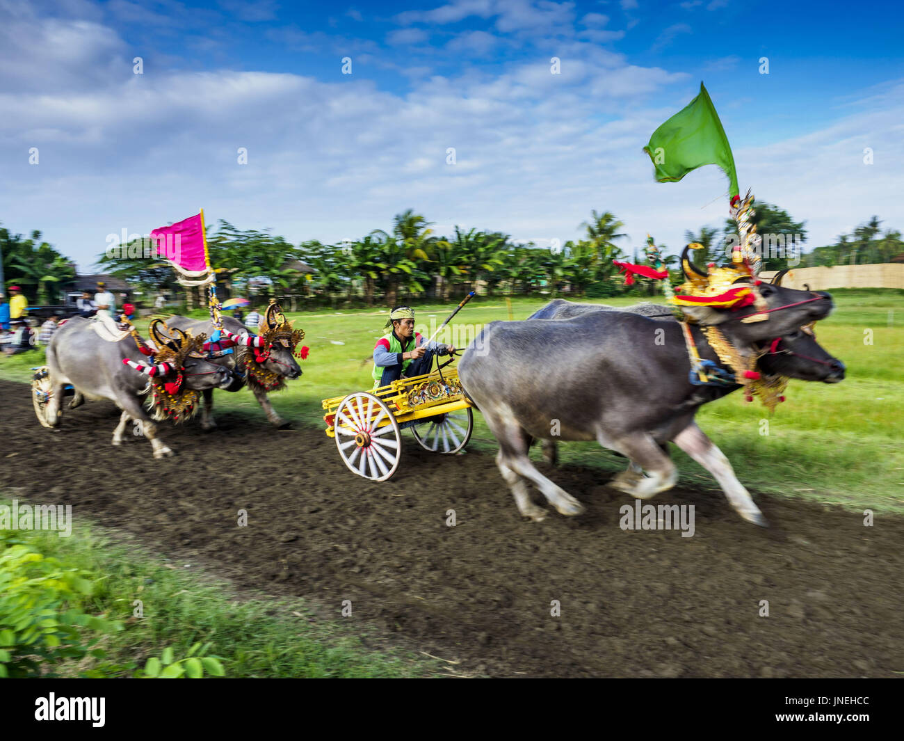 Bali buffalo racing hi-res stock photography and images - Alamy