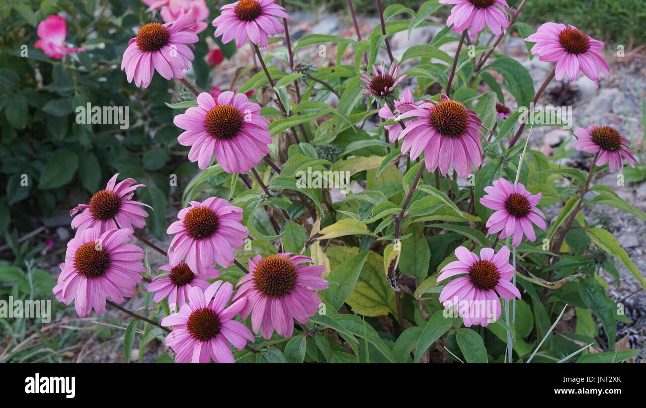 Posies hi-res stock photography and images - Alamy