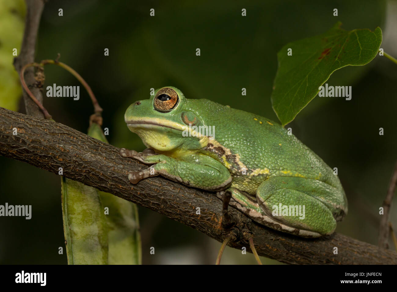 Barking tree frog on a branch Stock Photo - Alamy