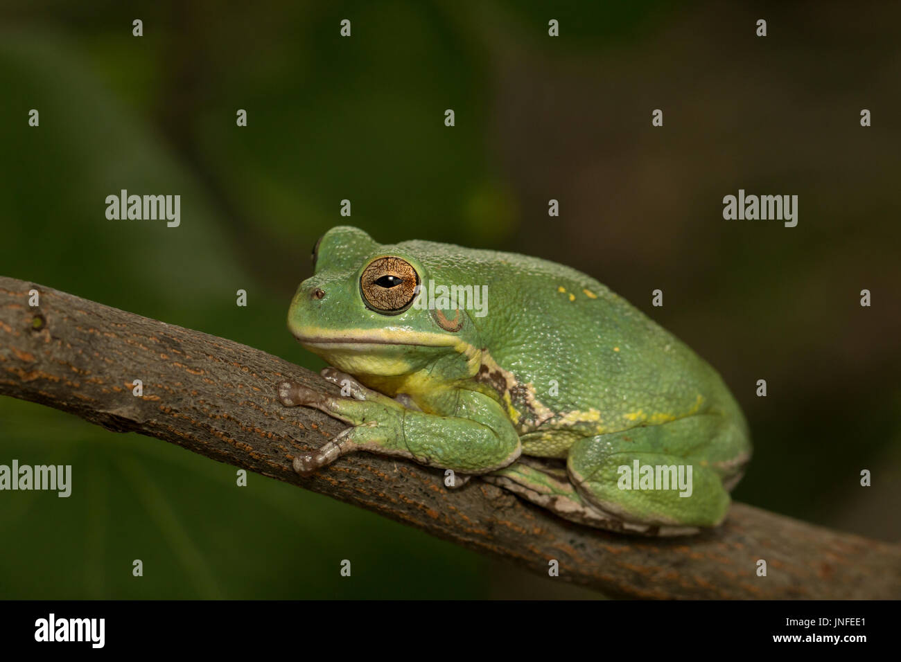 Southern leaf green tree frog hi-res stock photography and images - Alamy