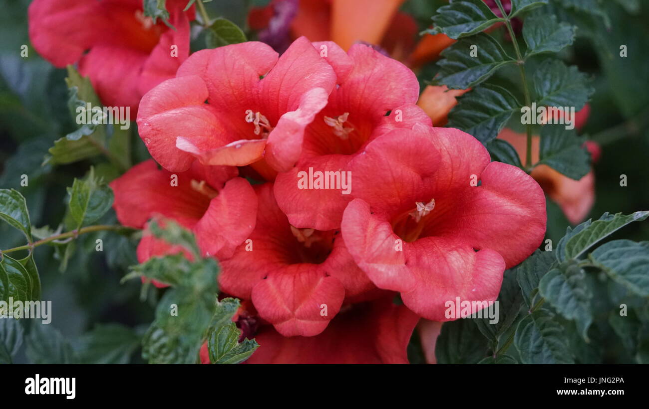 Red bells in full bloom Stock Photo - Alamy