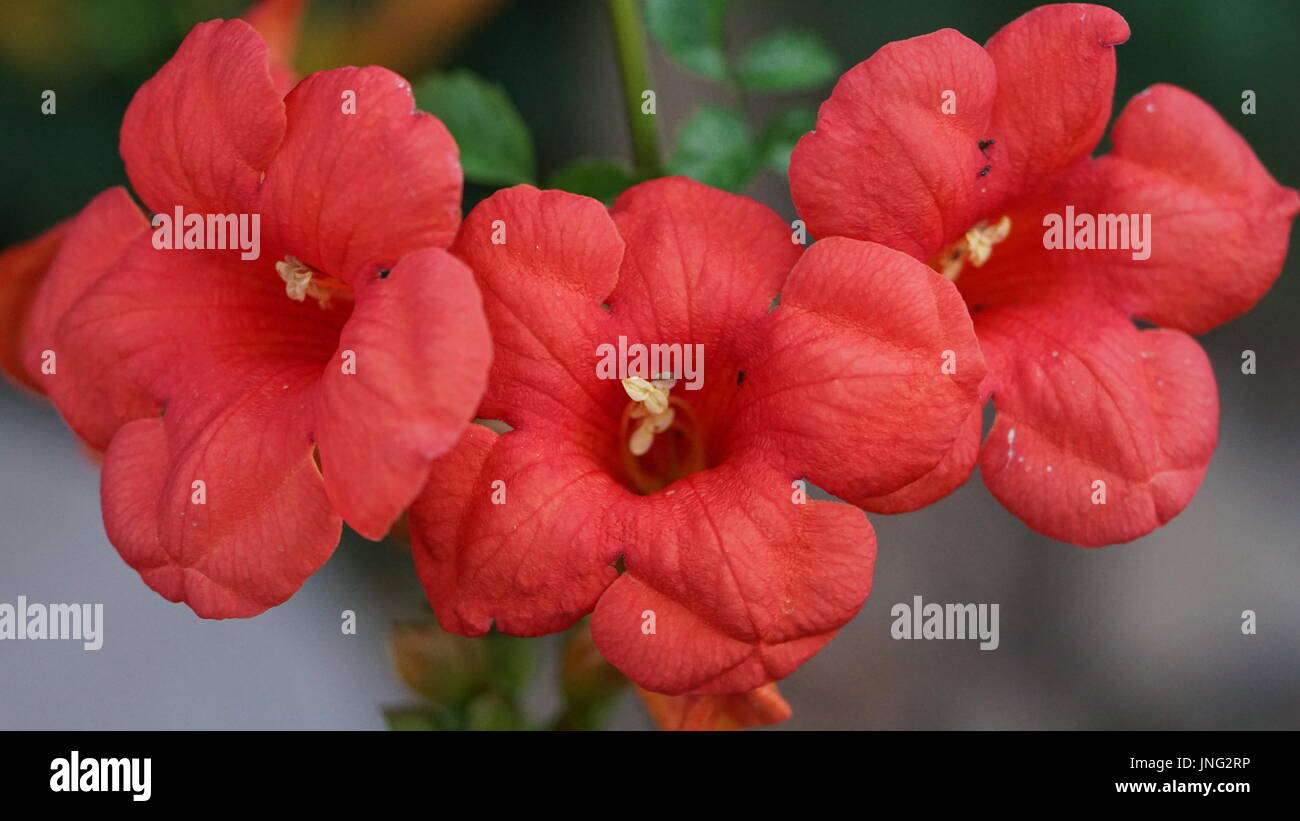 Orange bells in bloom Stock Photo - Alamy