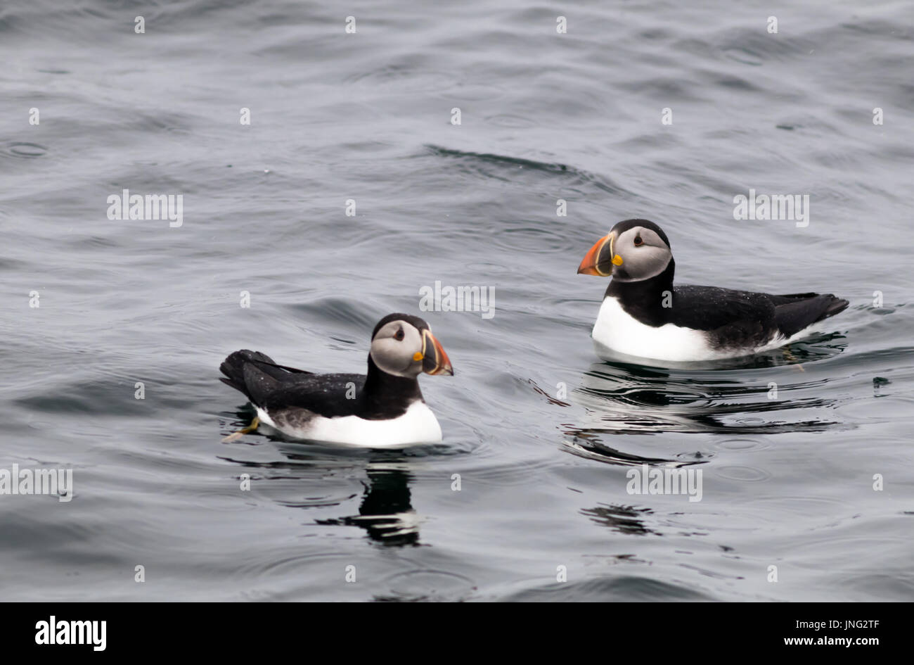 Atlantic Puffins (Fratercula arctica) float on the water on a rainy day ...