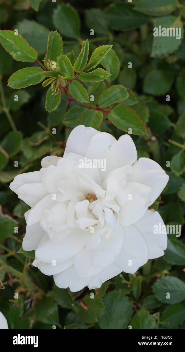 Gorgeous soft white flower closeup Stock Photo - Alamy