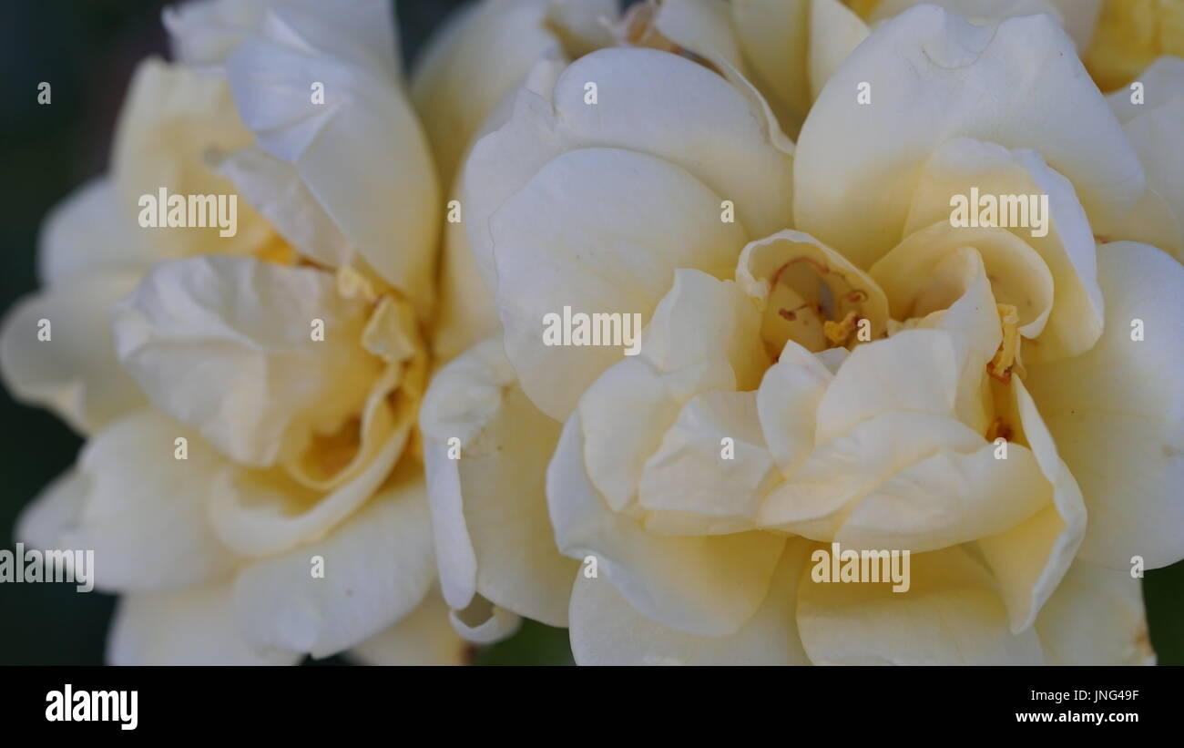 White flowers in bloom Stock Photo - Alamy