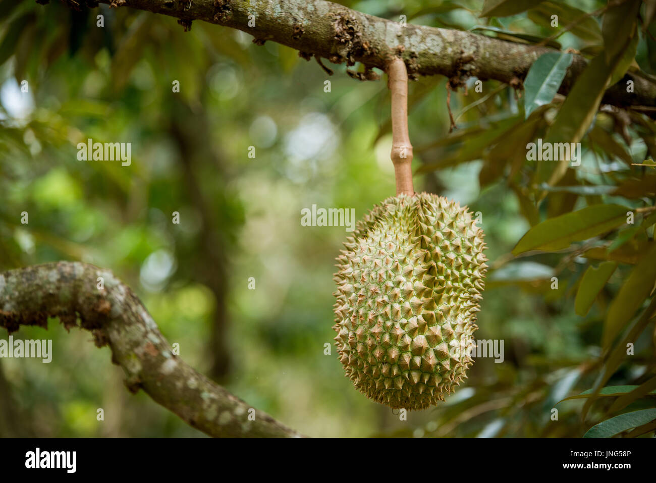 Fresh durian on tree in Thailand fruit farm Stock Photo - Alamy