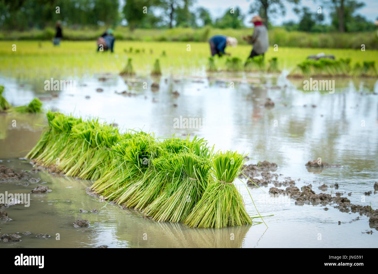 farmer planting rice in paddy farm Stock Photo - Alamy