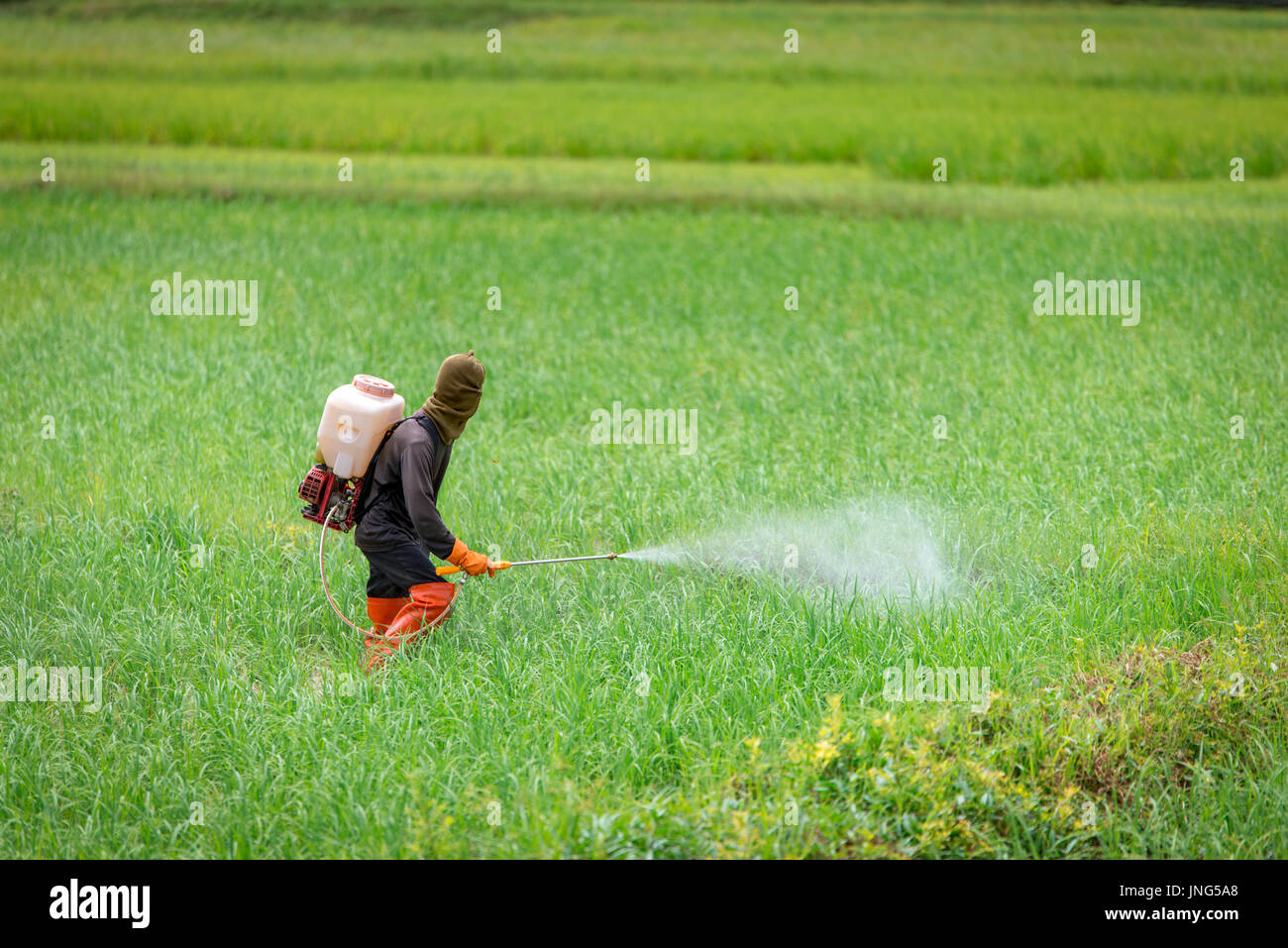 farmer spraying insecticides in rice farm Stock Photo - Alamy