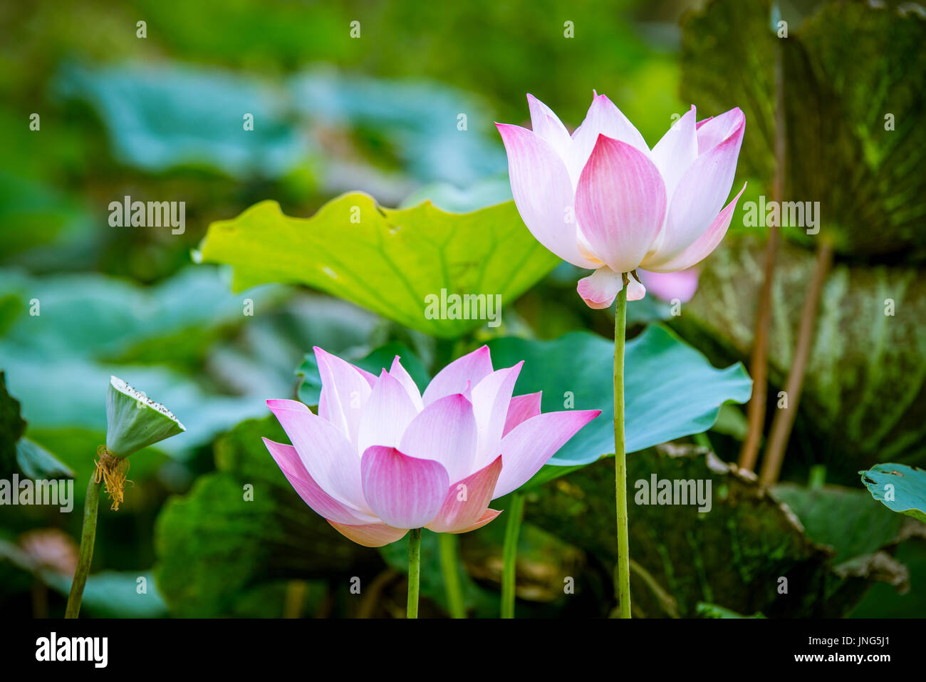 Petite asian hi-res stock photography and images - Alamy