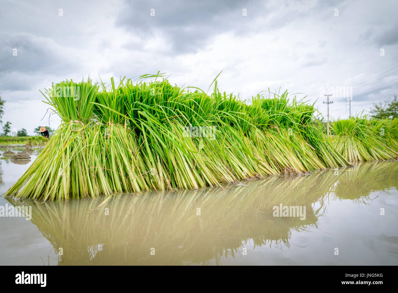 rice seedling in paddy farm Stock Photo - Alamy