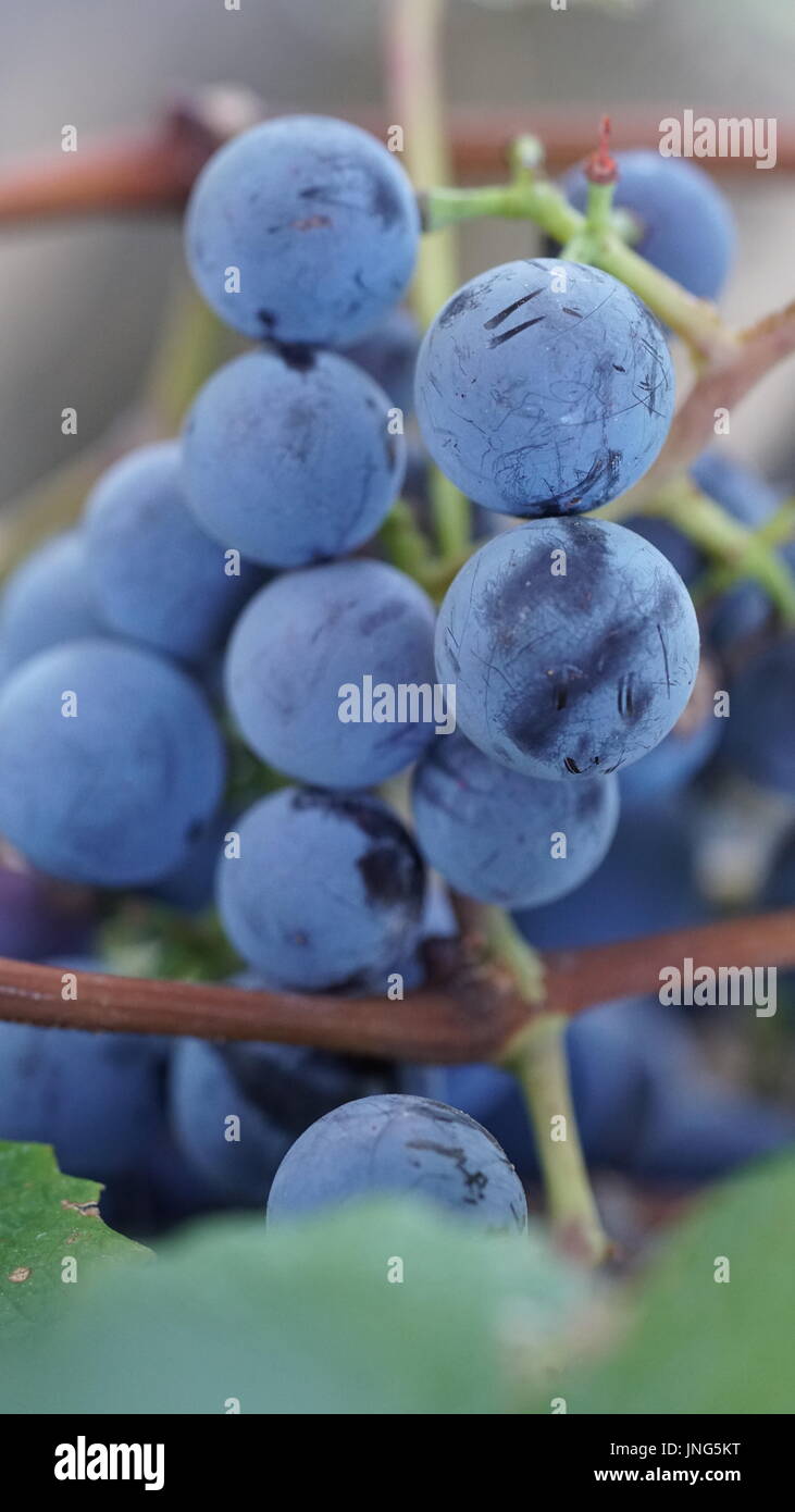 Concord wine hi-res stock photography and images - Alamy