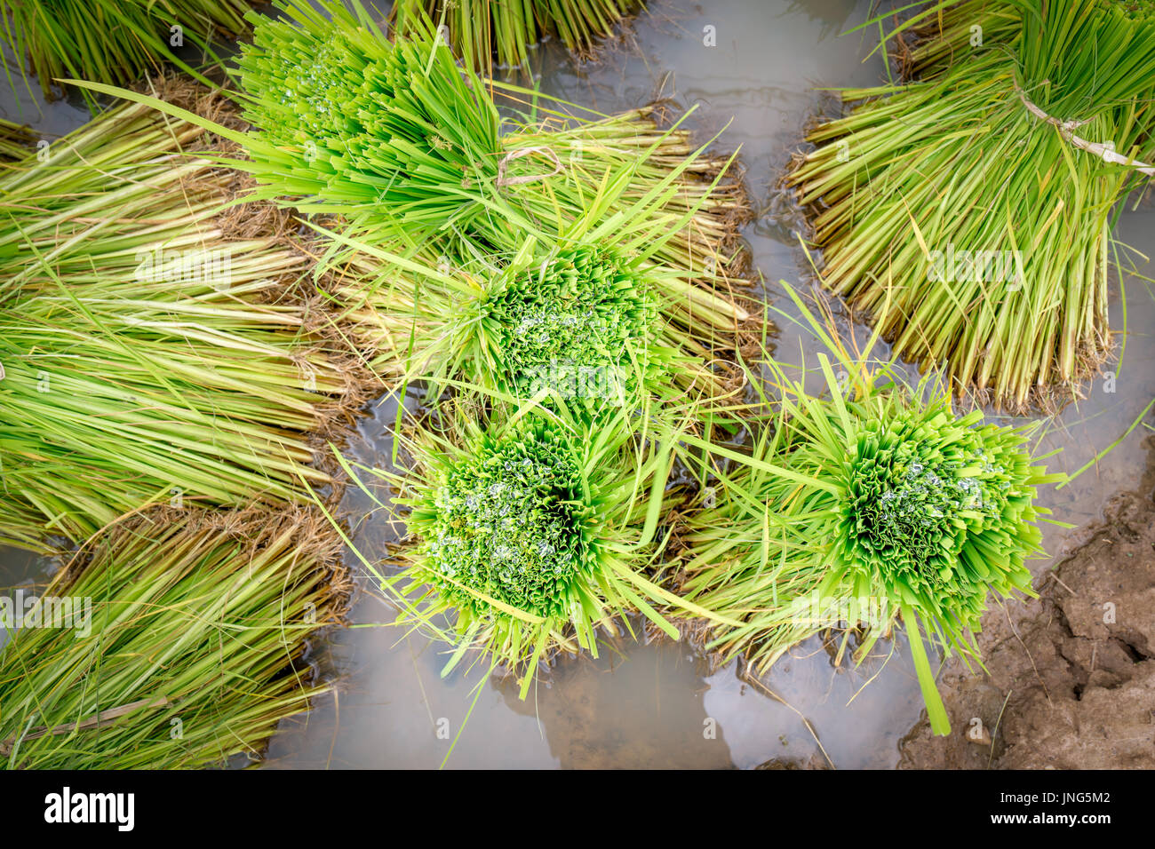 rice seedling in paddy farm Stock Photo - Alamy