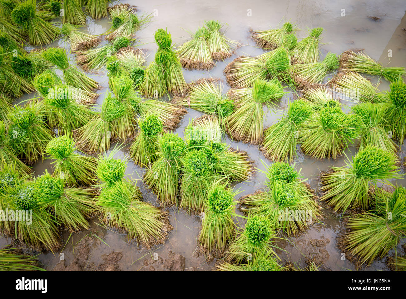 rice seedling in paddy farm Stock Photo - Alamy
