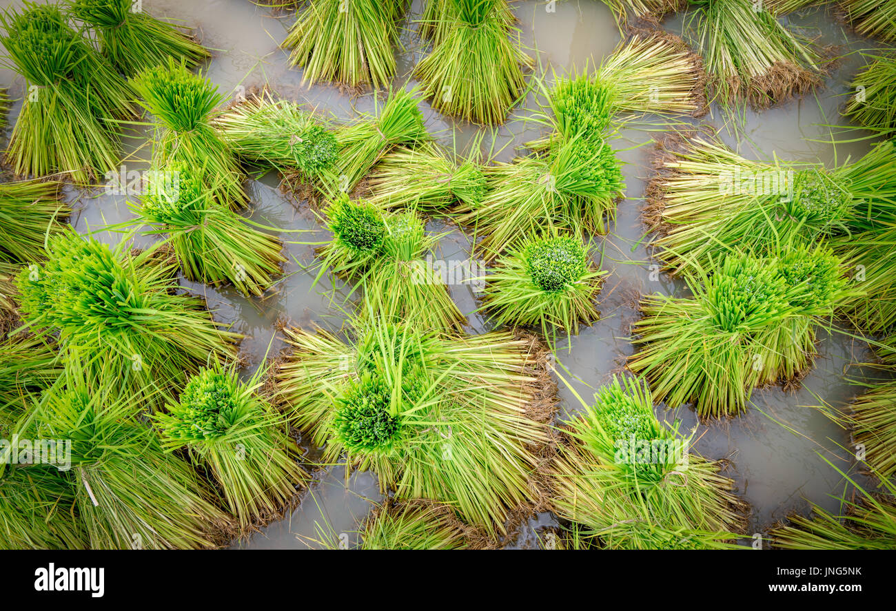 rice seedling in paddy farm Stock Photo - Alamy