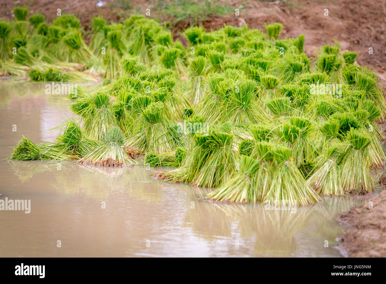 rice seedling in paddy farm Stock Photo - Alamy