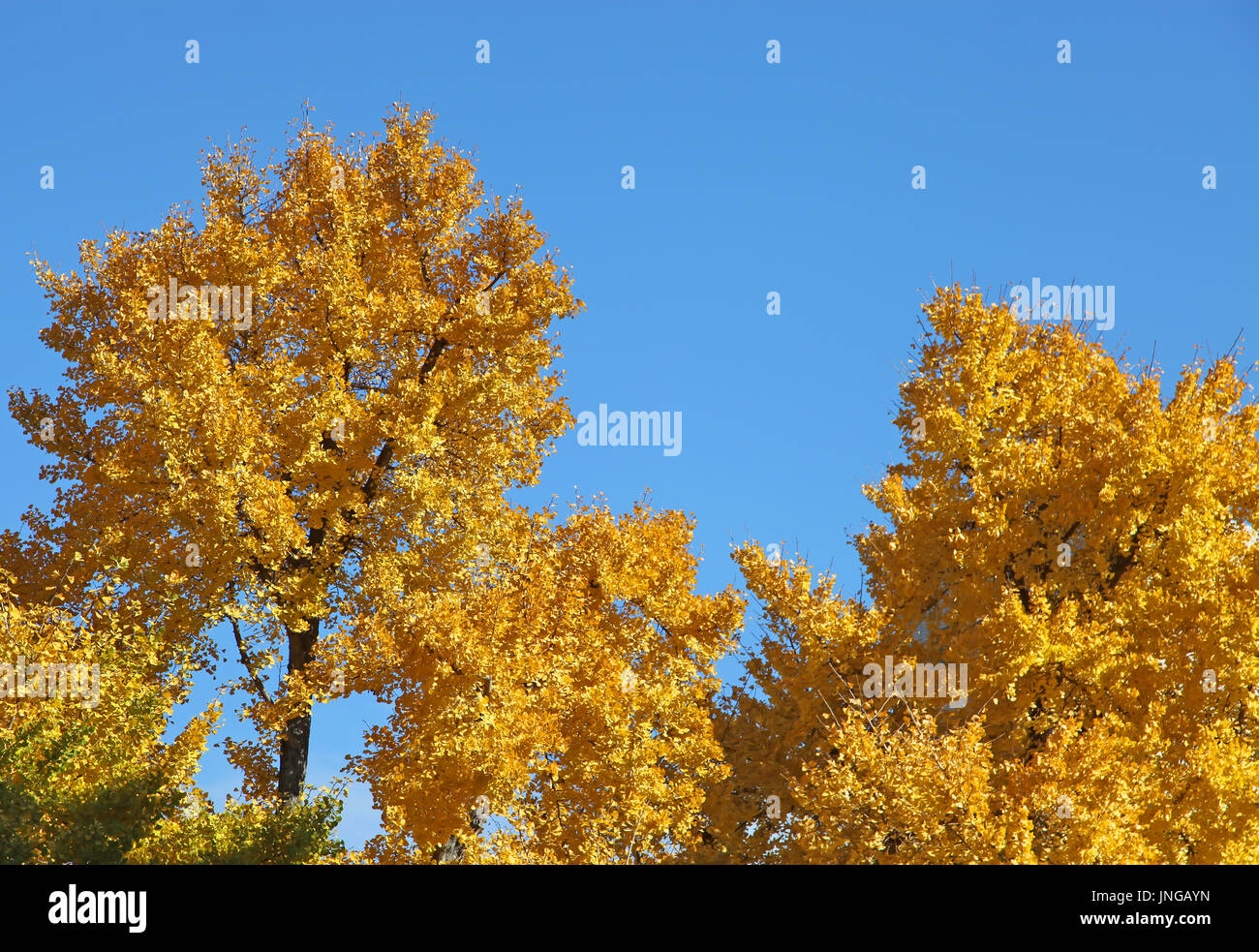 Golden autumn season a tree with golden leaves hi-res stock photography ...