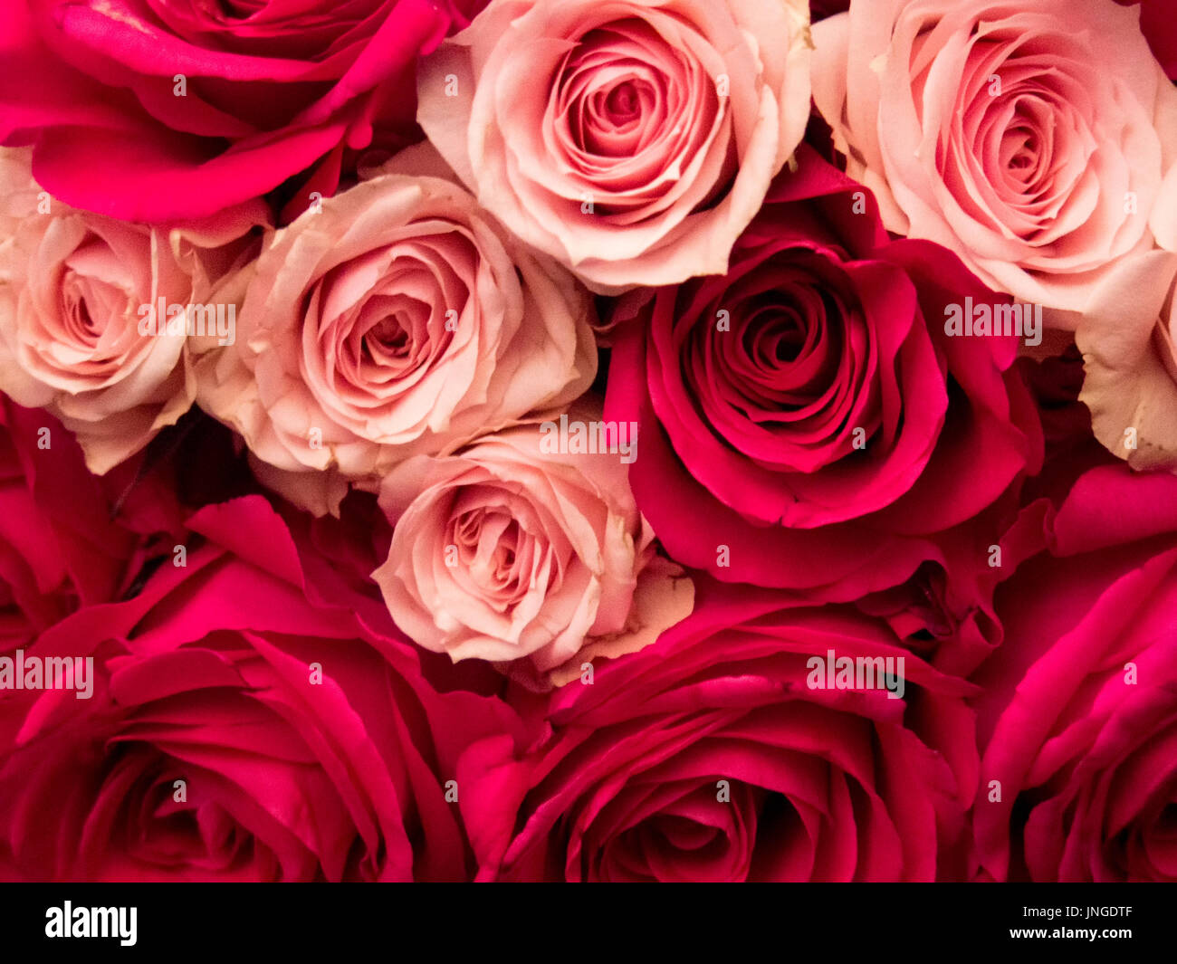 Closeup of Pink and Red Roses Stock Photo - Alamy
