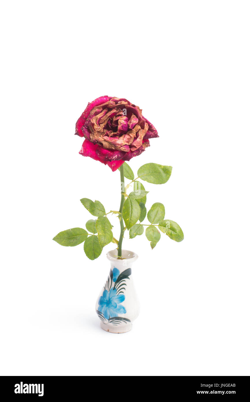 wilted roses in a vase isolated on white background Stock Photo - Alamy