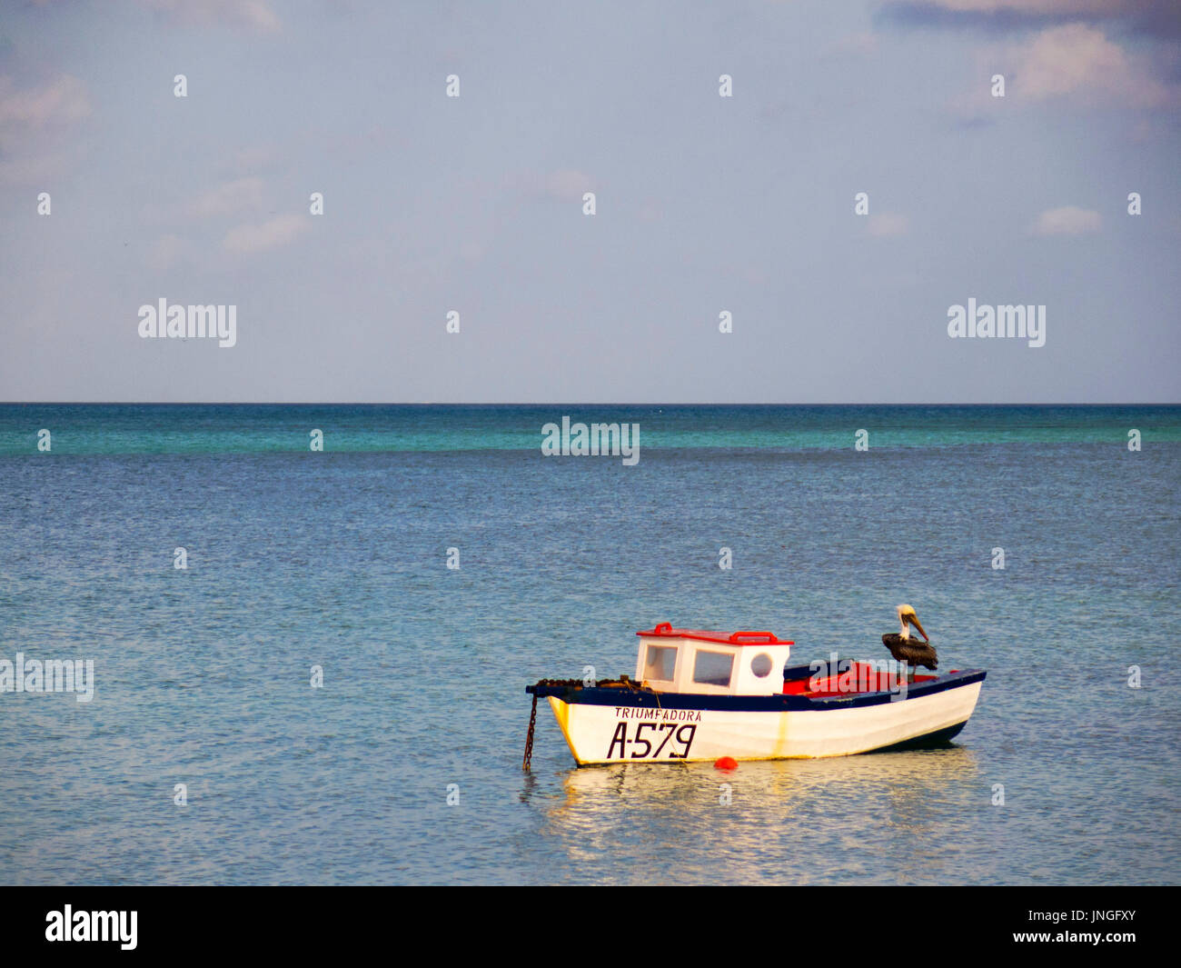 Pelican back hi-res stock photography and images - Alamy