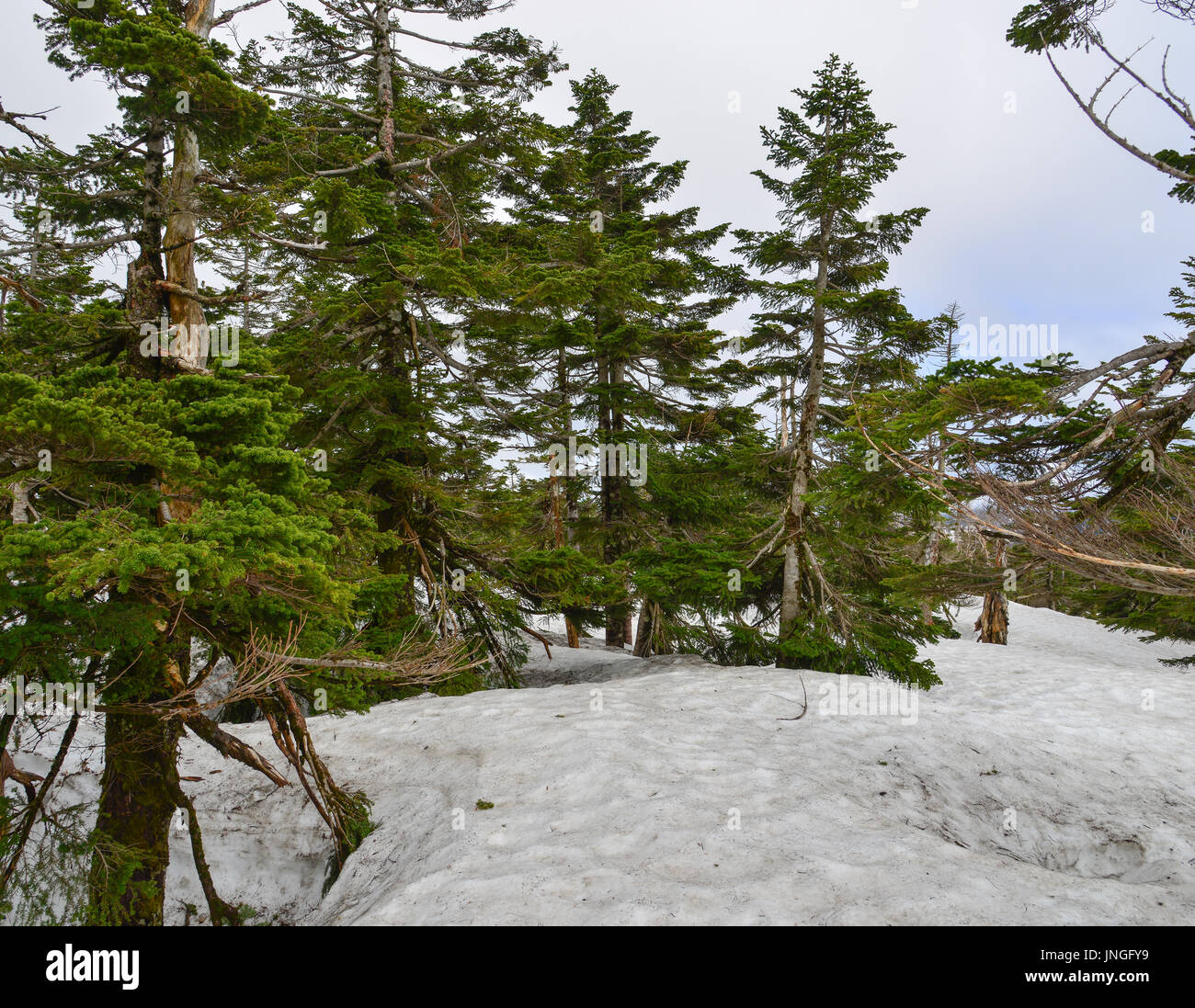 Pine trees on Mount Iwate in Tohoku, Japan. Iwate-san (or, Mount Iwate ...