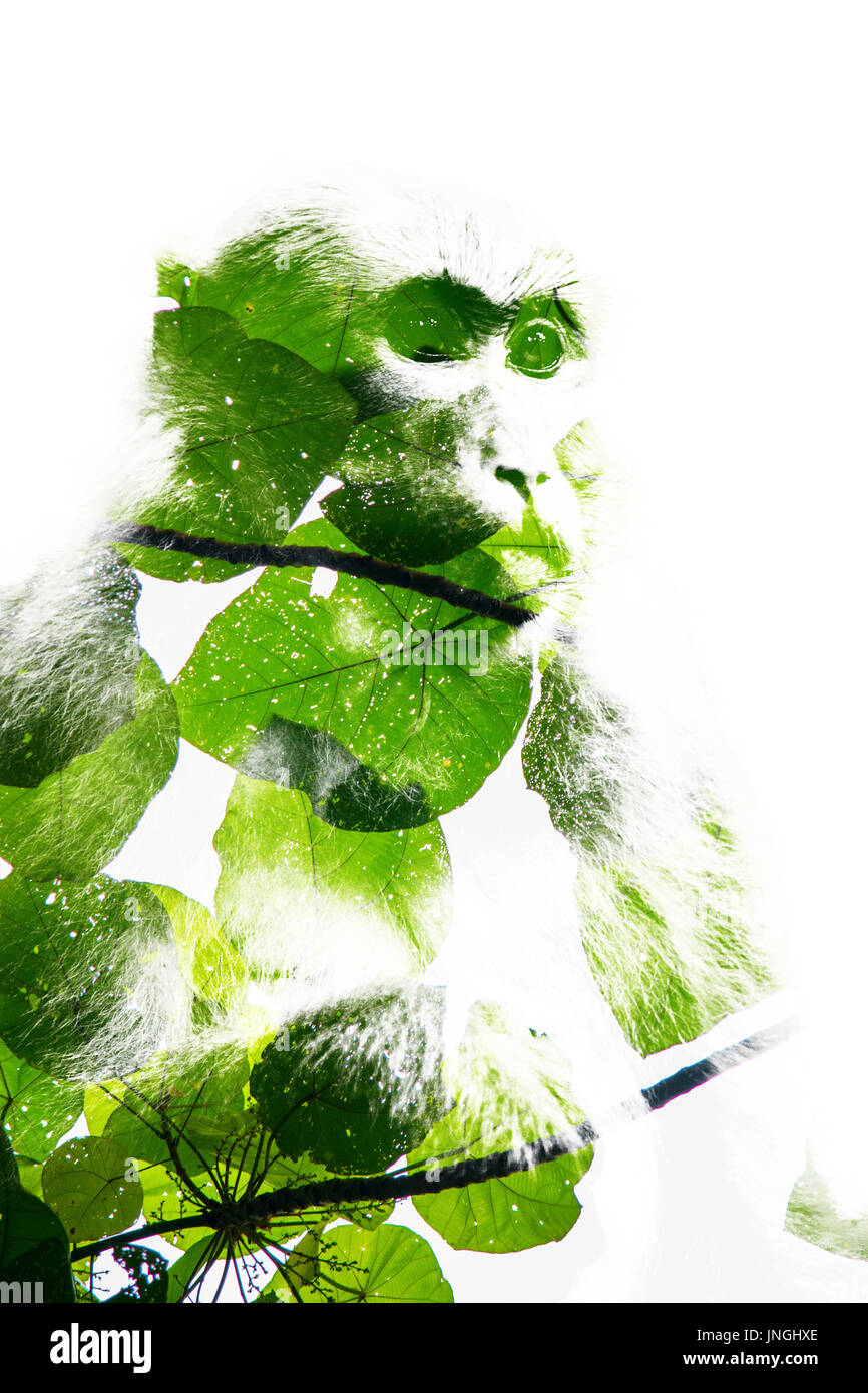 Double exposure wildlife hi-res stock photography and images - Alamy