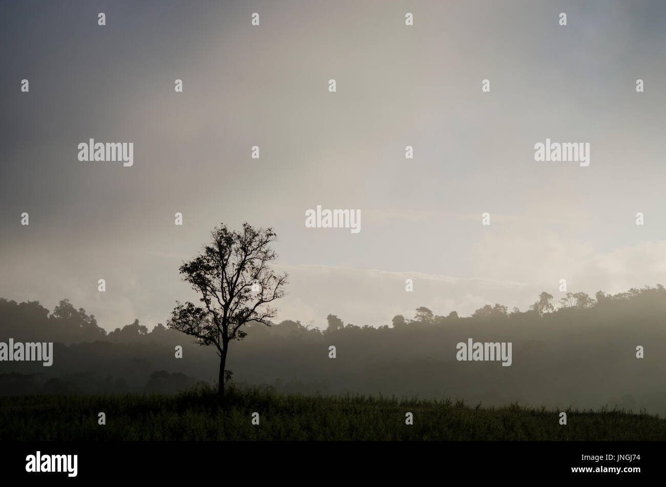 alone tree with morning Stock Photo - Alamy