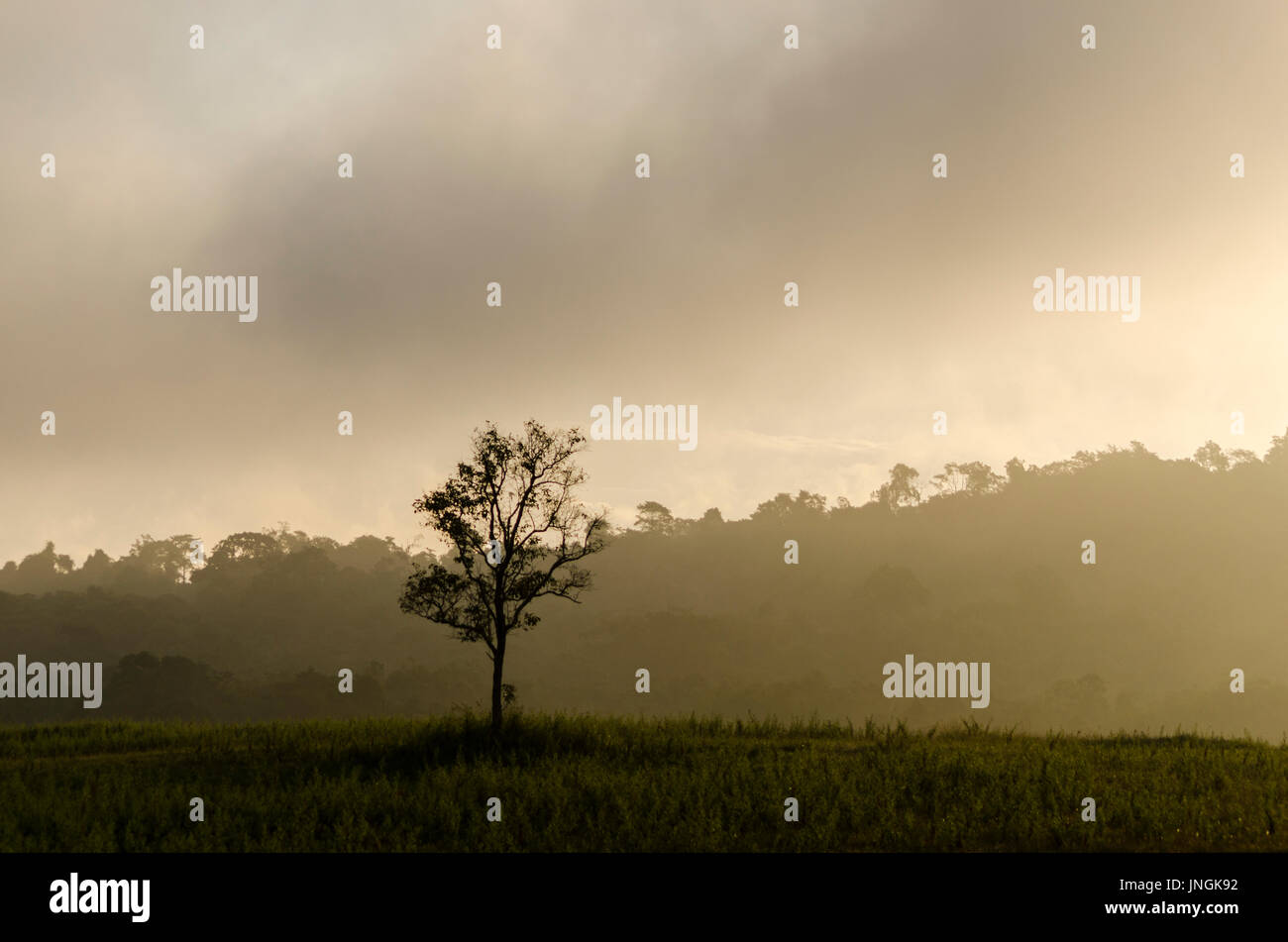 alone tree with morning Stock Photo - Alamy