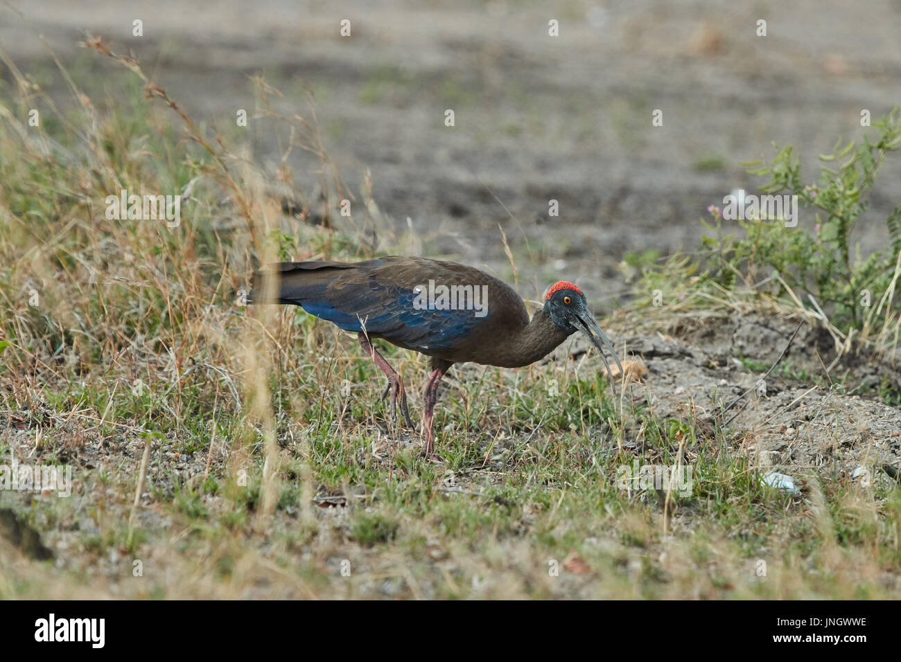 The red-naped ibis (Pseudibis papillosa) also known as the Indian black ...