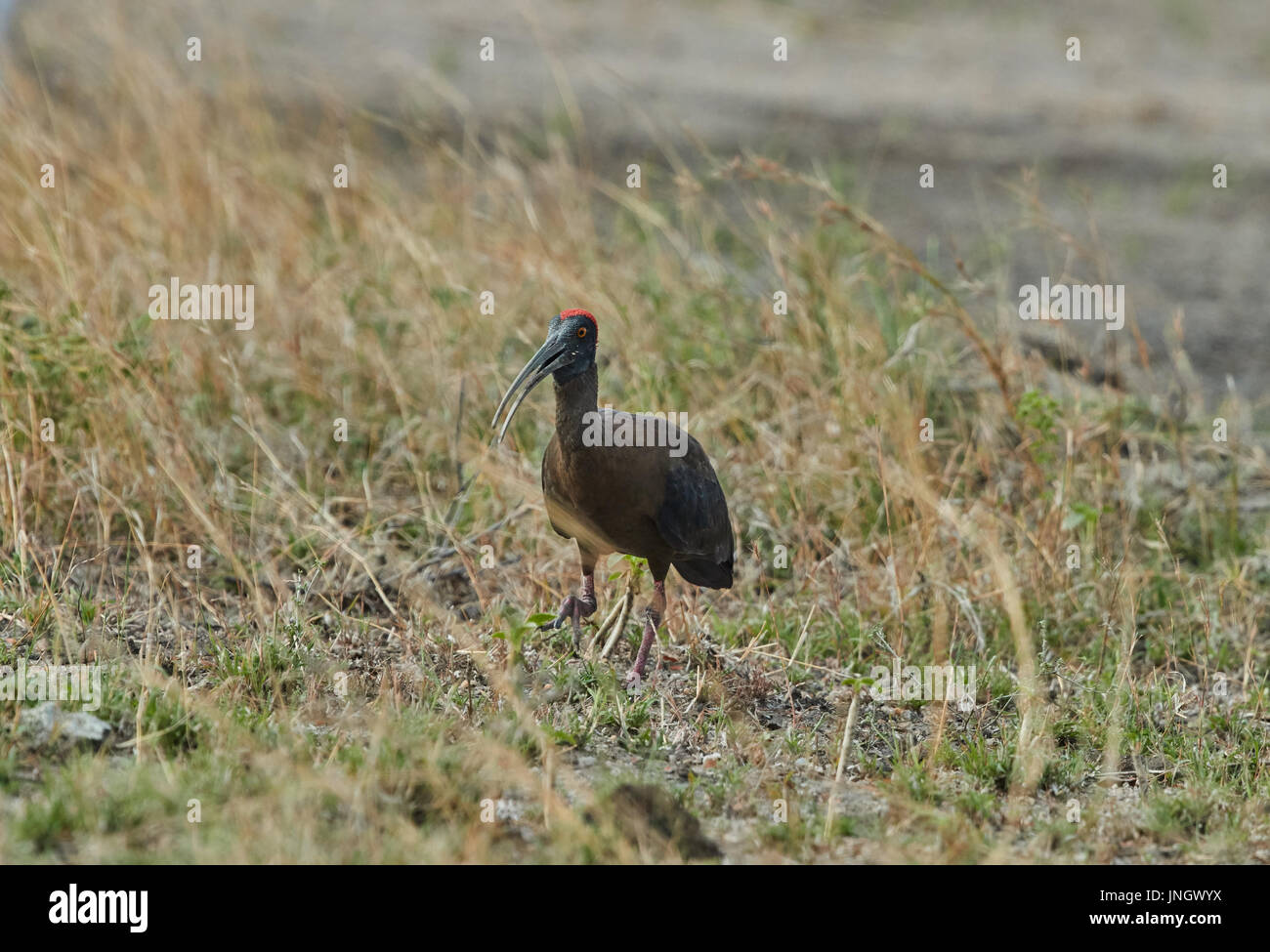 The red-naped ibis (Pseudibis papillosa) also known as the Indian black ...