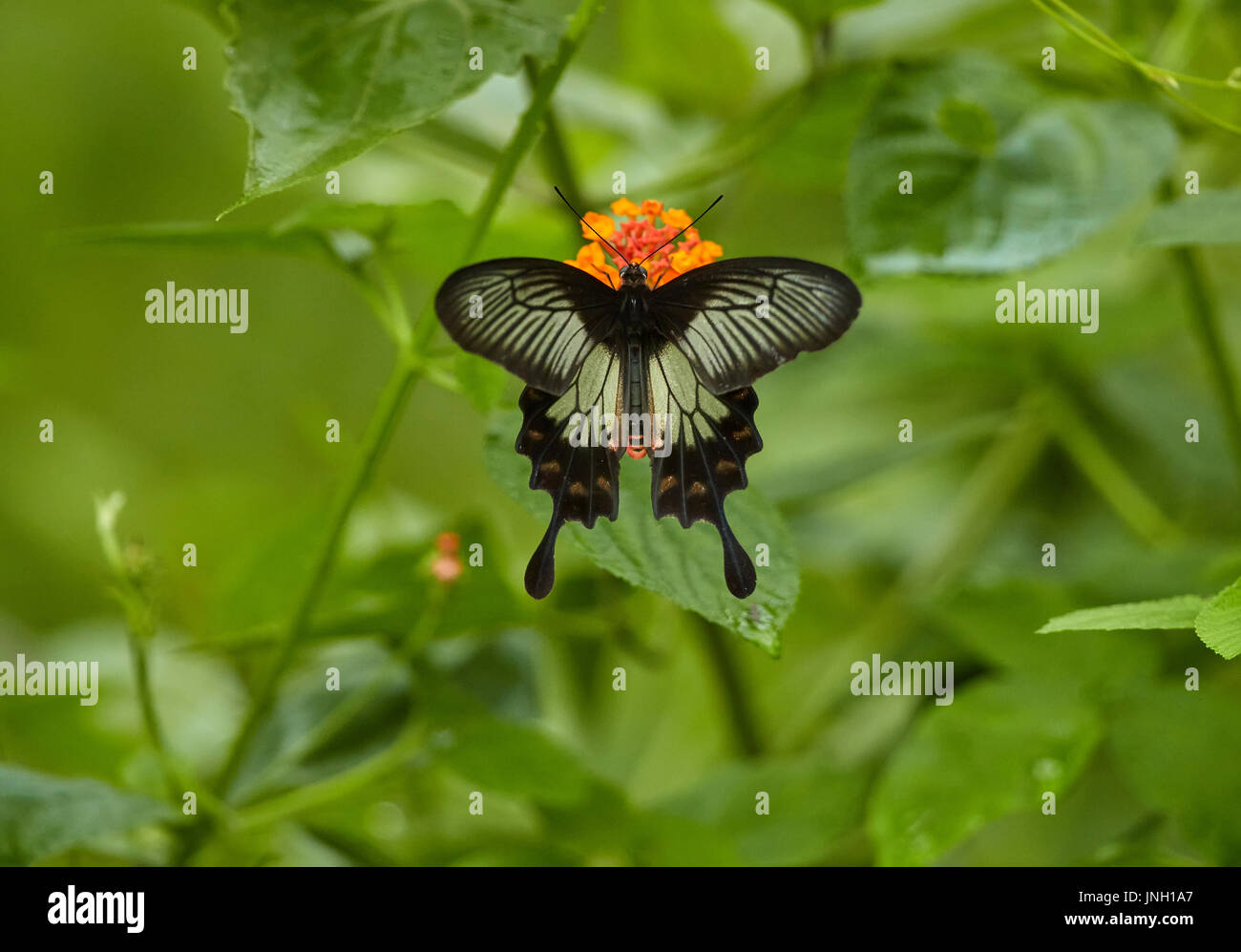 Common Rose Butterfly in flowers. Beautiful nature Stock Photo - Alamy