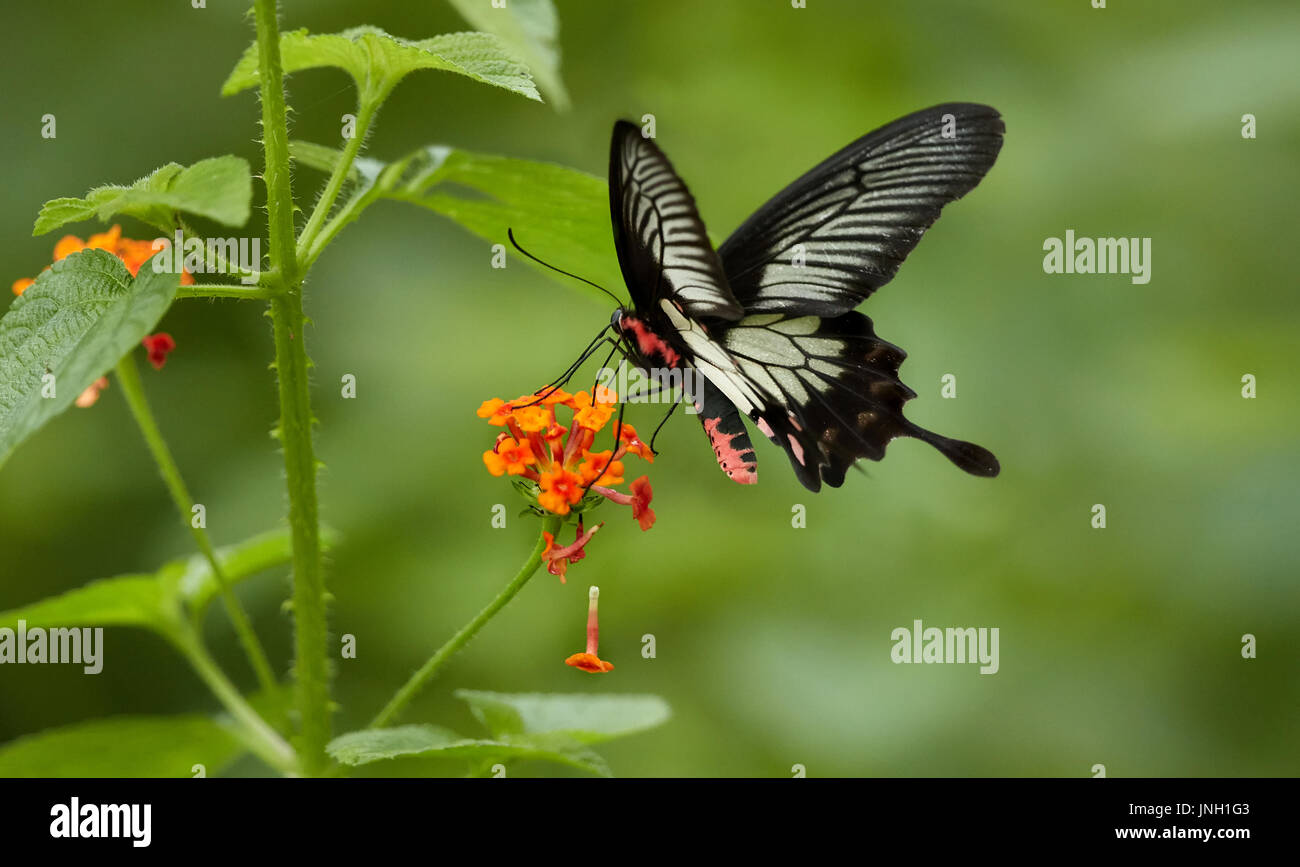 Common Rose Butterfly in flowers. Beautiful nature Stock Photo - Alamy
