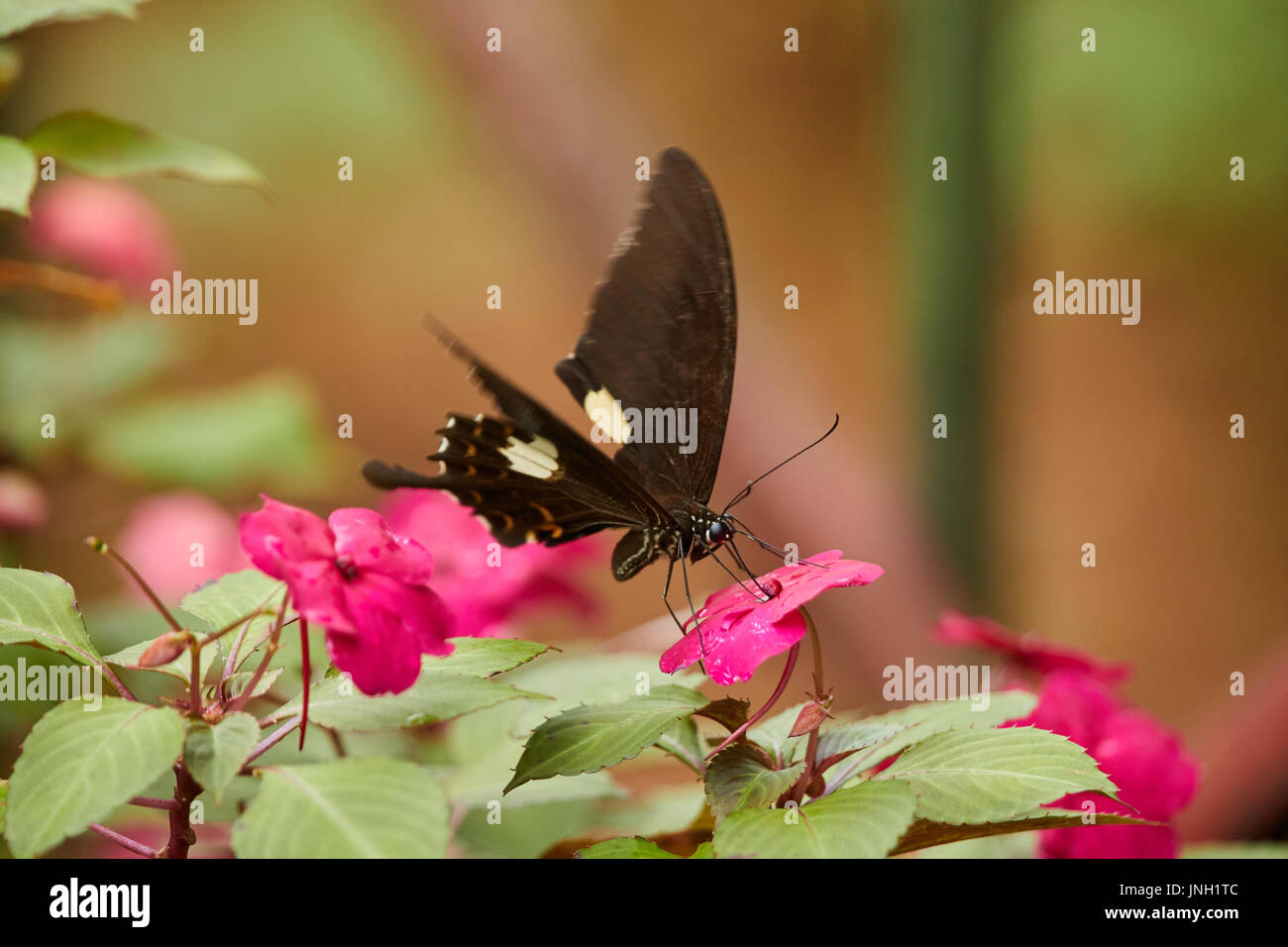Common Rose Butterfly in flowers. Beautiful nature Stock Photo - Alamy