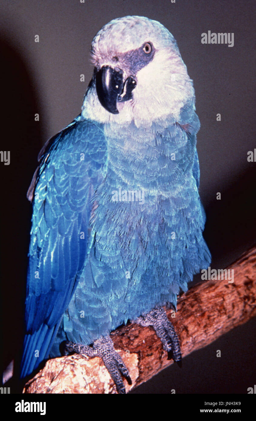 RIO DE JANEIRO, Brazil - Photo shows a female blue macaw Brazil has ...