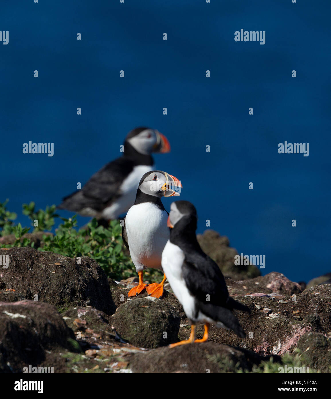 Three atlantic puffins hi-res stock photography and images - Alamy