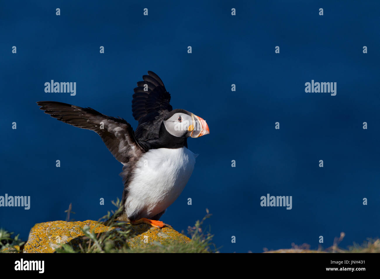 Atlantic puffin flapping wings hi-res stock photography and images - Alamy