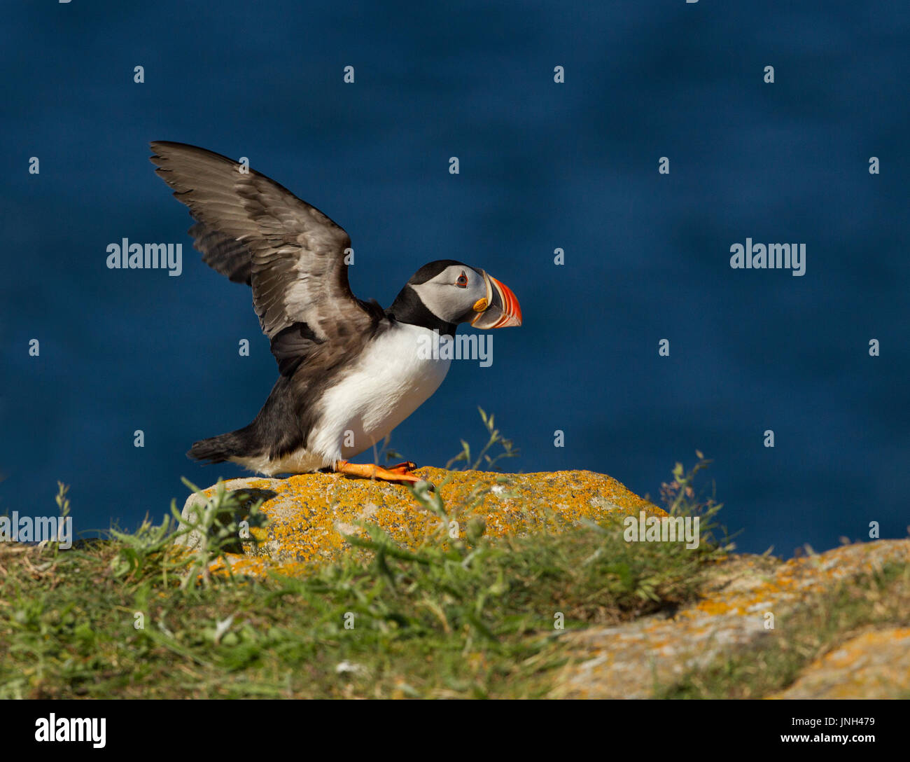Puffin flapping wings hi-res stock photography and images - Alamy
