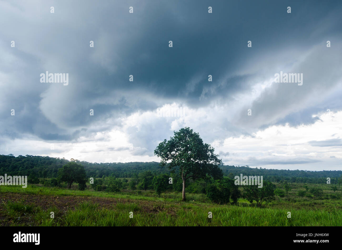 Cloud clouds cloudy field green landscape lonely nature wood hi-res ...