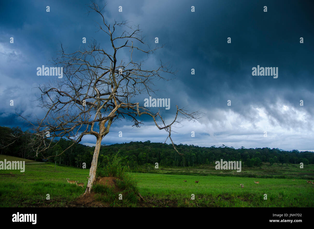 alone tree with sky Stock Photo - Alamy