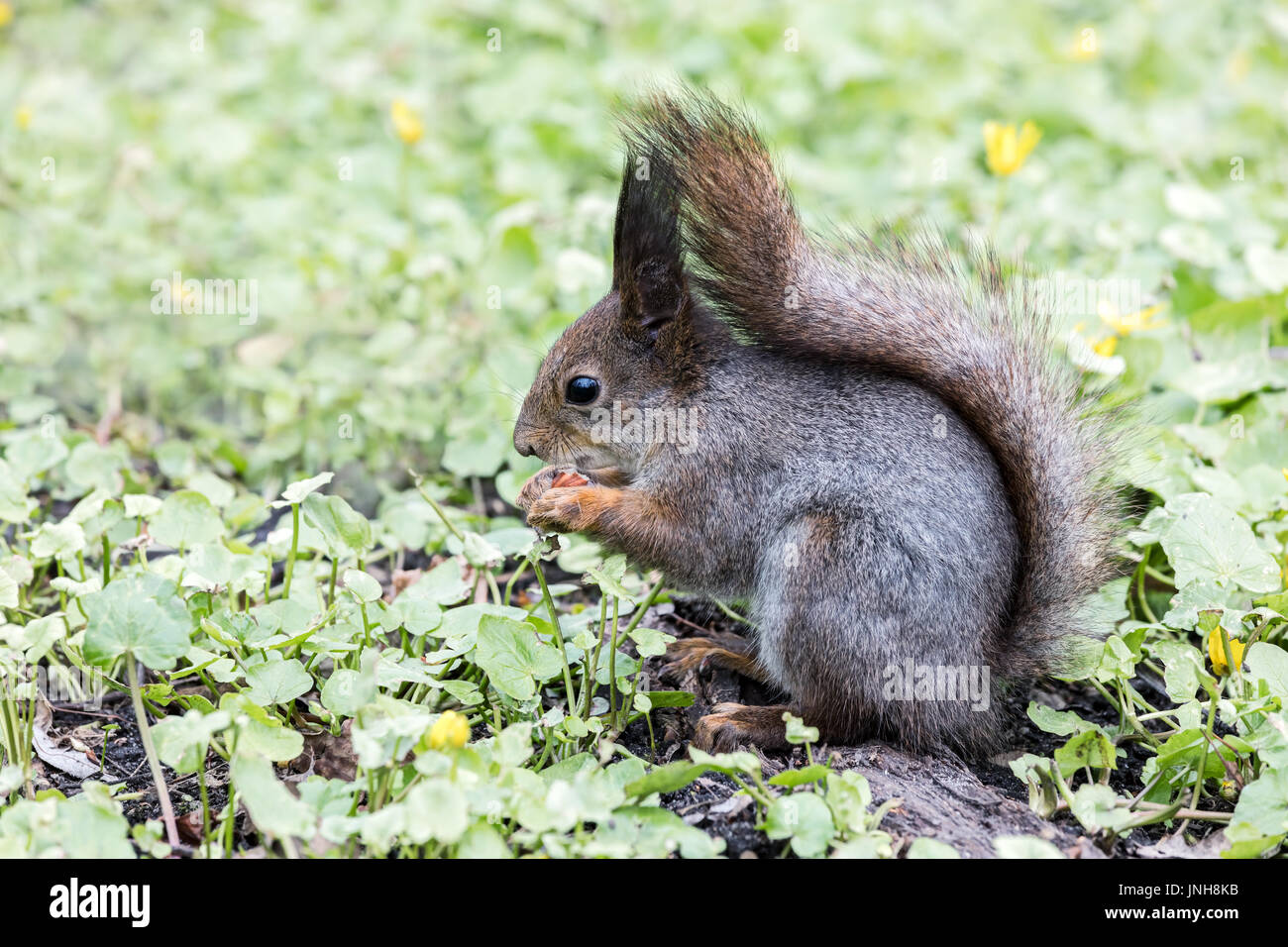 grey squirrel with fluffy tail sitting on green grass and eating nut ...