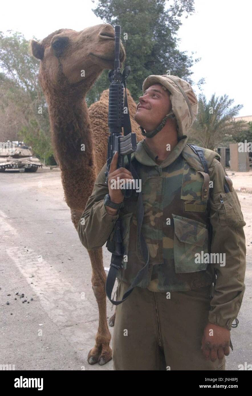 BAGHDAD, Iraq - A camel nuzzles the gun of a U.S. soldier keeping watch ...