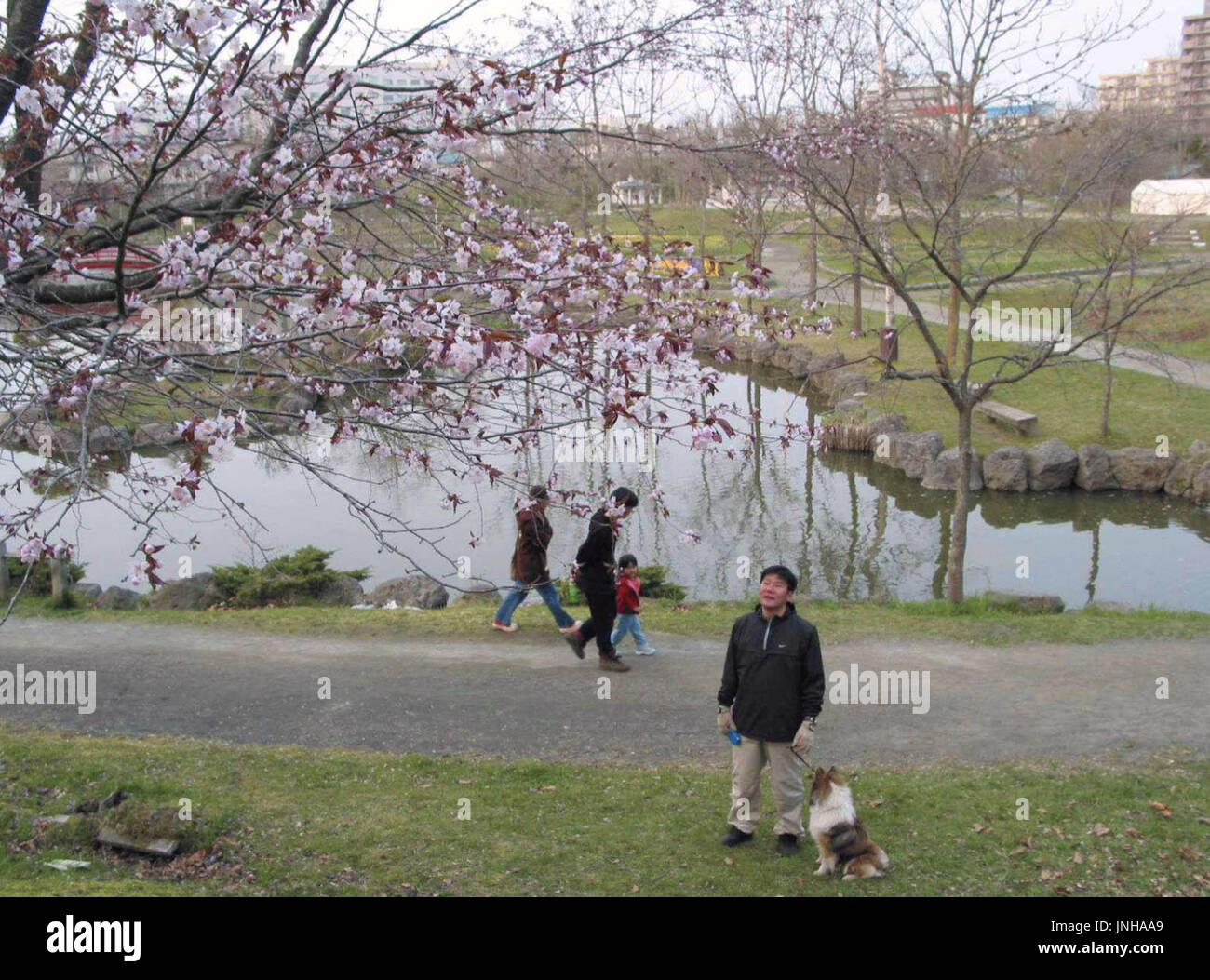 KUSHIRO, Japan - Cherry blossoms bloom May 22 in Kushiro, Hokkaido, the ...