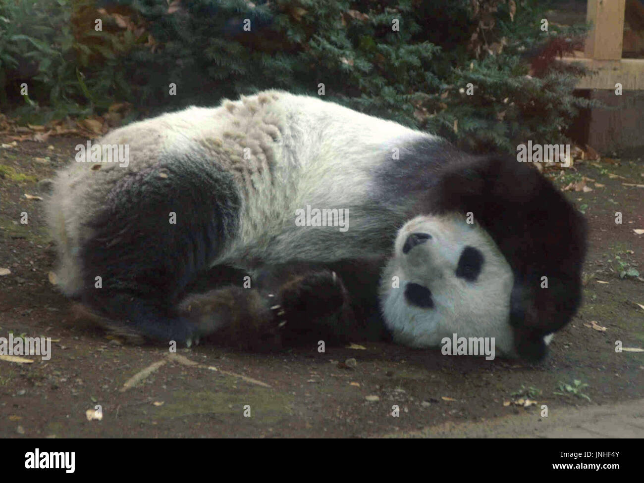 TOKYO, Japan - Shuan Shuan, the female panda who was loaned to Tokyo's ...