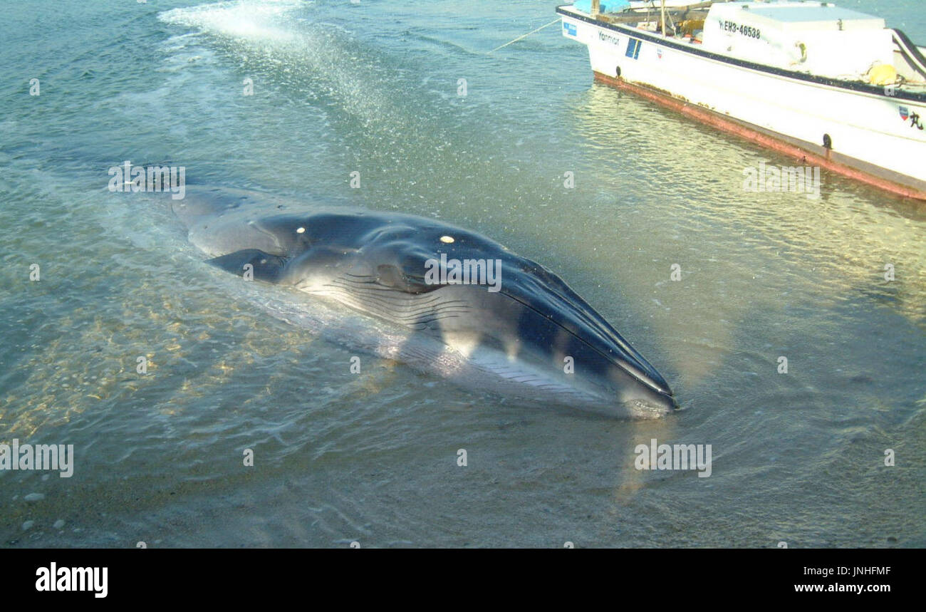 MATSUYAMA, Japan - A seven-meter-long whale is seen beached in Onishi ...