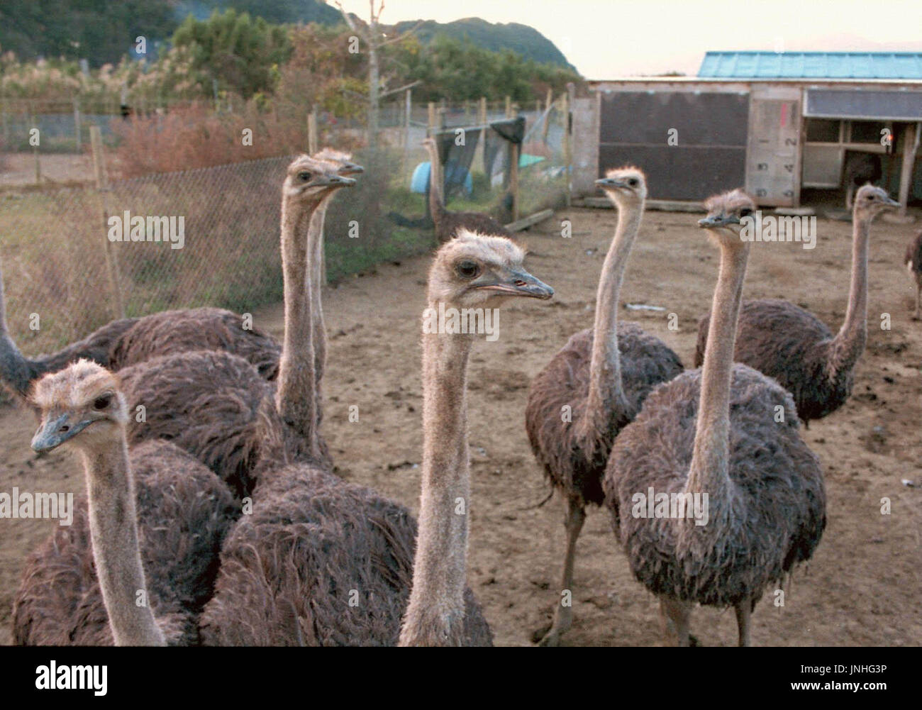 MIYAZAKI, Japan - Ostriches bred in Hyuga, Miyazaki Prefecture, await ...